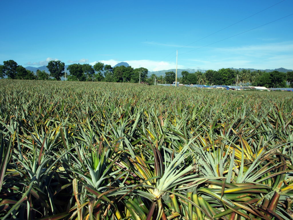 In the land of piña — Lost paths